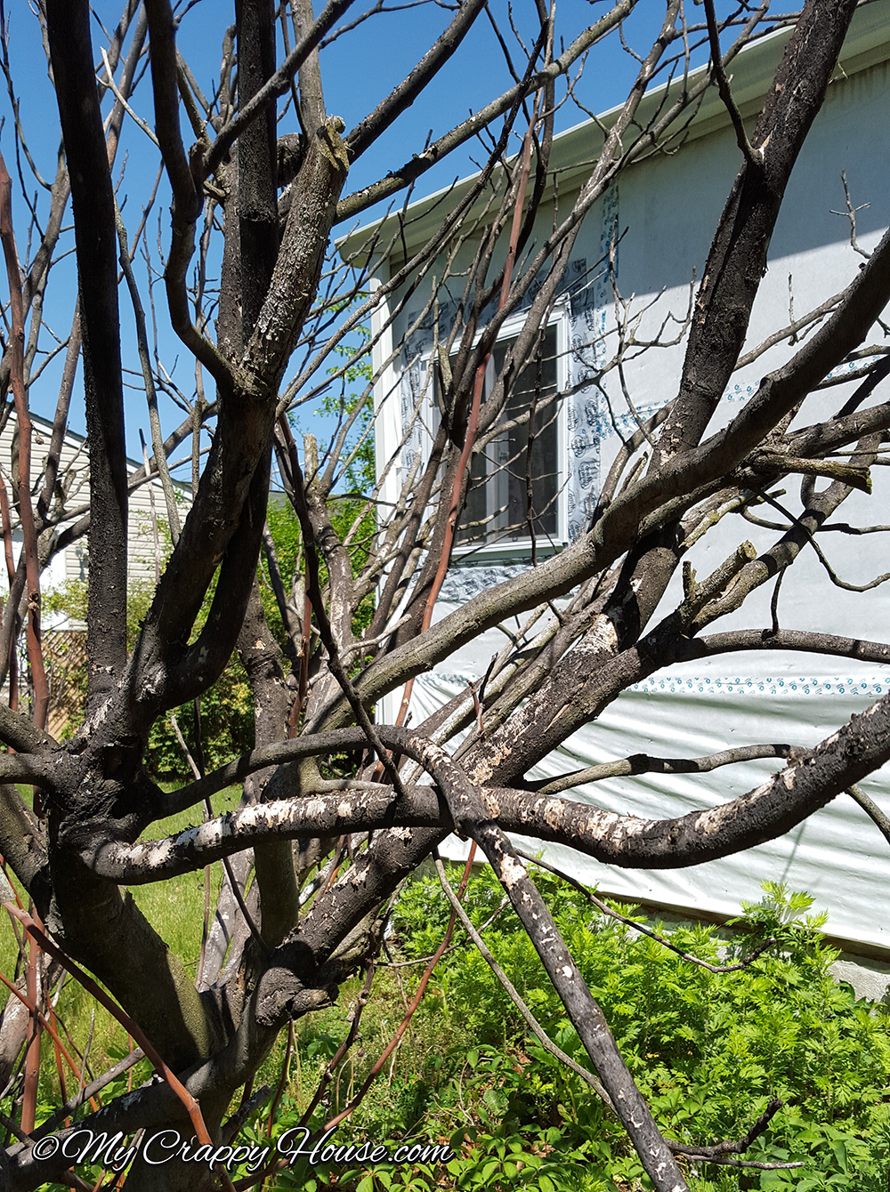 Figheddaboudit | My Crappy House