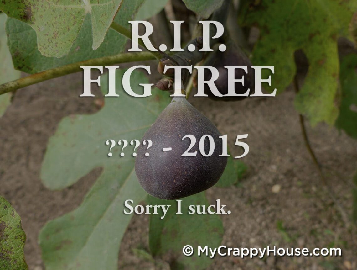 My Fig Tree Died | My Crappy House