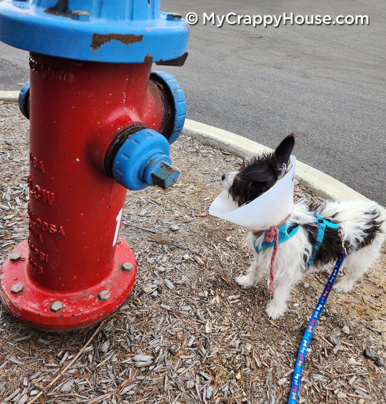 I Built Crappy Steps for the Love of Dog | My Crappy House