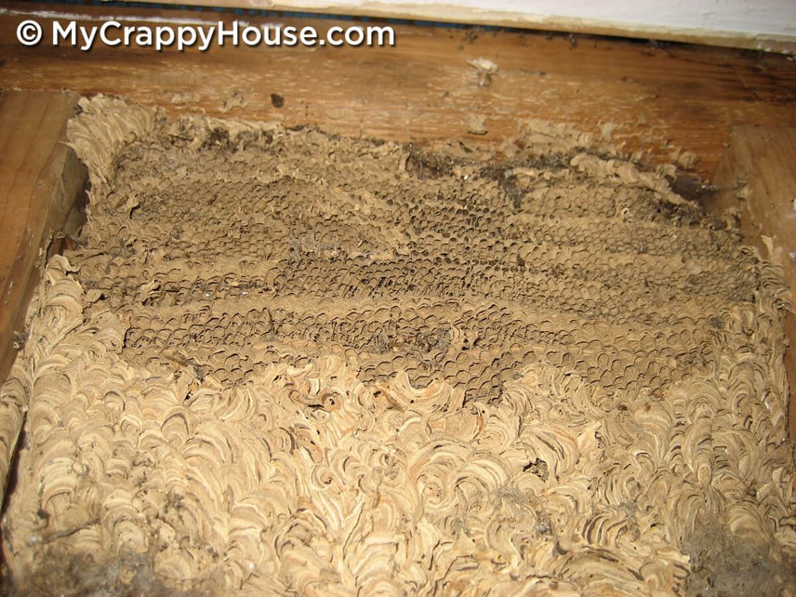 Literally Hundreds of Scary Wasps Hiding in My Wall! | My Crappy House